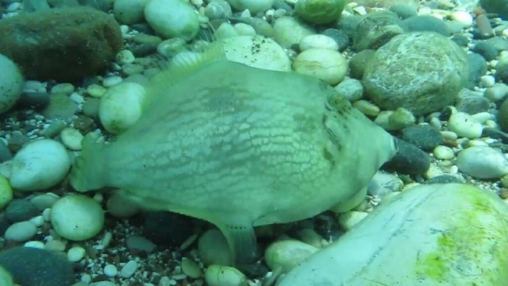 Taş taklidi yaparak kamufle olan domuz balığı görüntülendi – Radyoorjinal